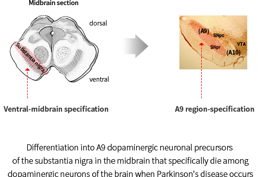 S.BIOMEDICS | Cell Therapy Product