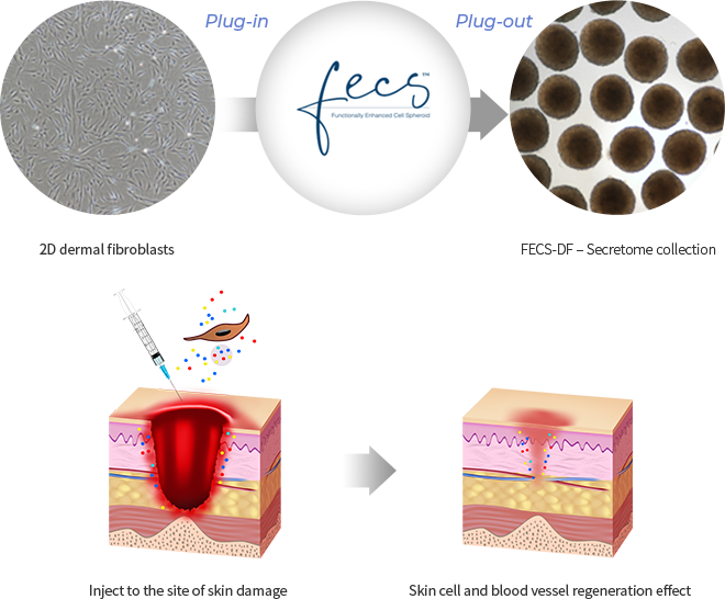 S.BIOMEDICS | Secretome